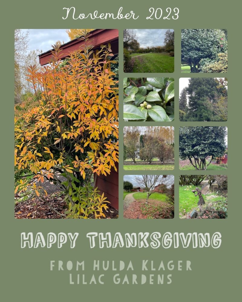 Today in the Gardens – Hulda Klager Lilac Gardens