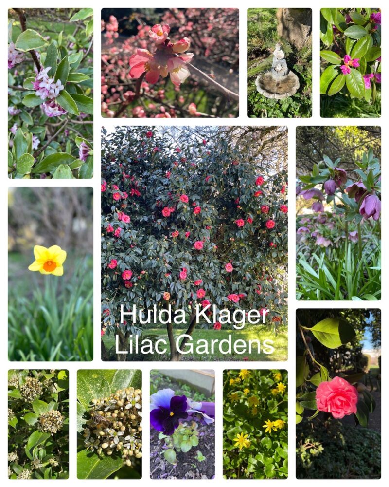 Today in the Gardens – Hulda Klager Lilac Gardens