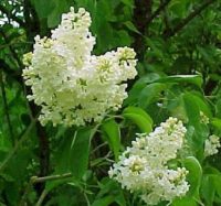 Yellow Lilacs – Hulda Klager Lilac Gardens